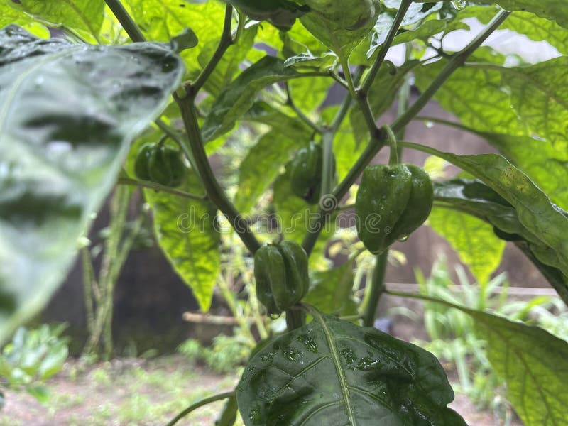 Chili tree stock photo. Image of thrives, green, cebe - 262173678