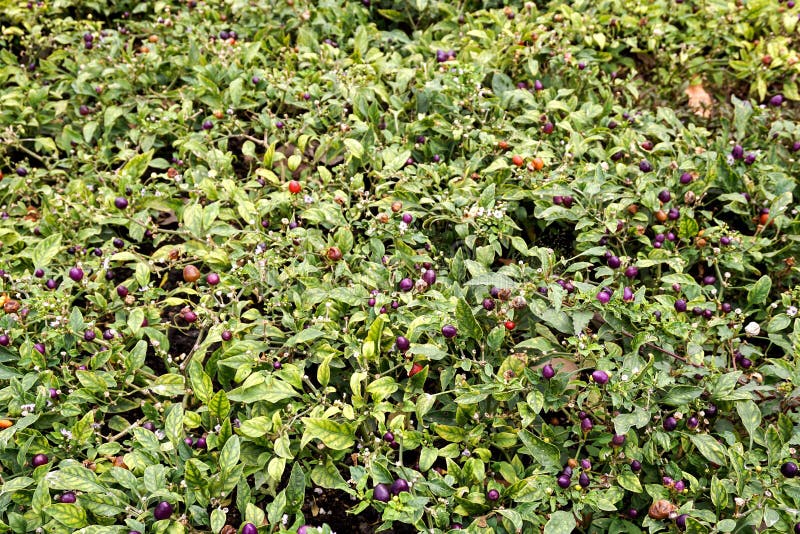 Chili tree stock image. Image of field, color, organic - 89869795