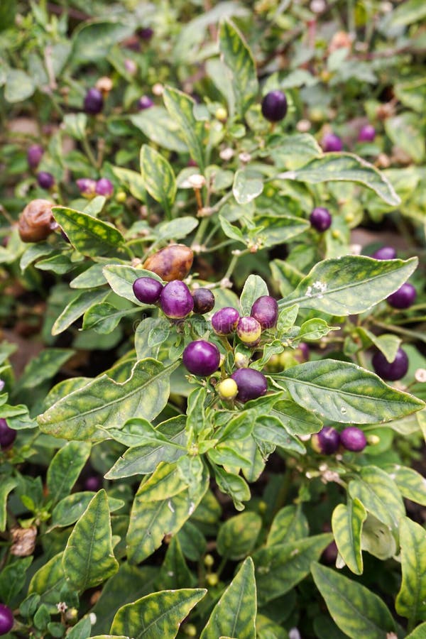 Chili tree stock image. Image of natural, field, tree - 89872407