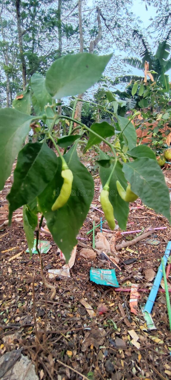 Chili Tree Which is Bearing Fruit in the House Yard Editorial Image ...