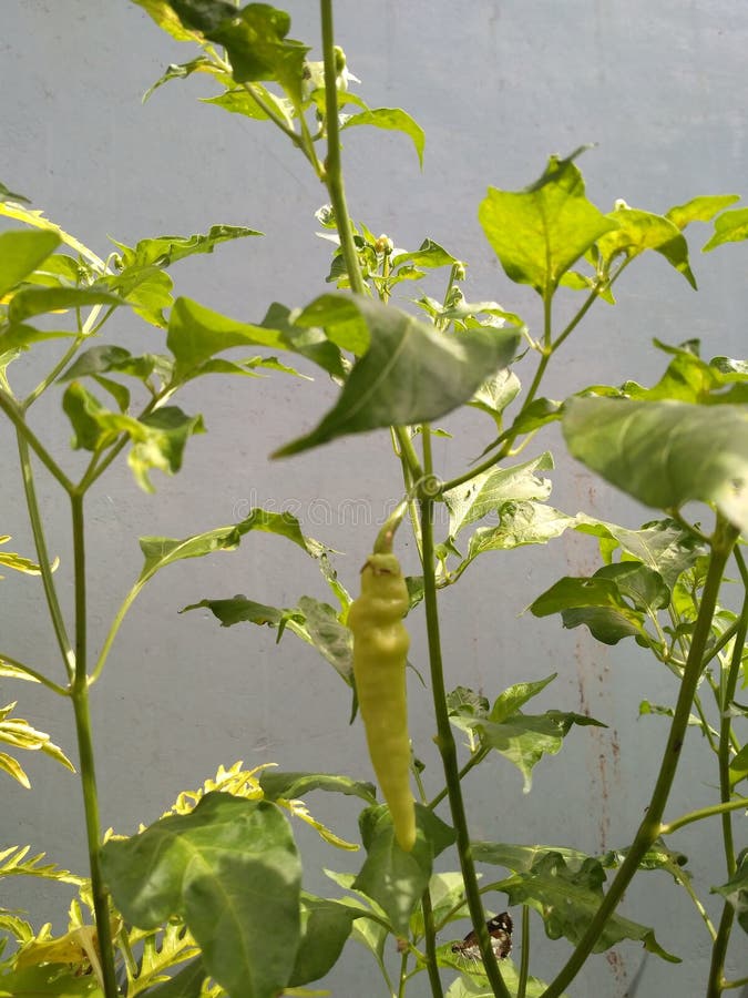 Chili tree stock image. Image of chili, trees, tree - 109636381