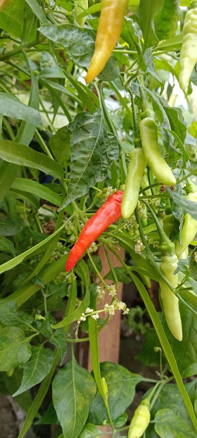Chili Trees in the Garden that are Already Ripe Stock Image - Image of ...