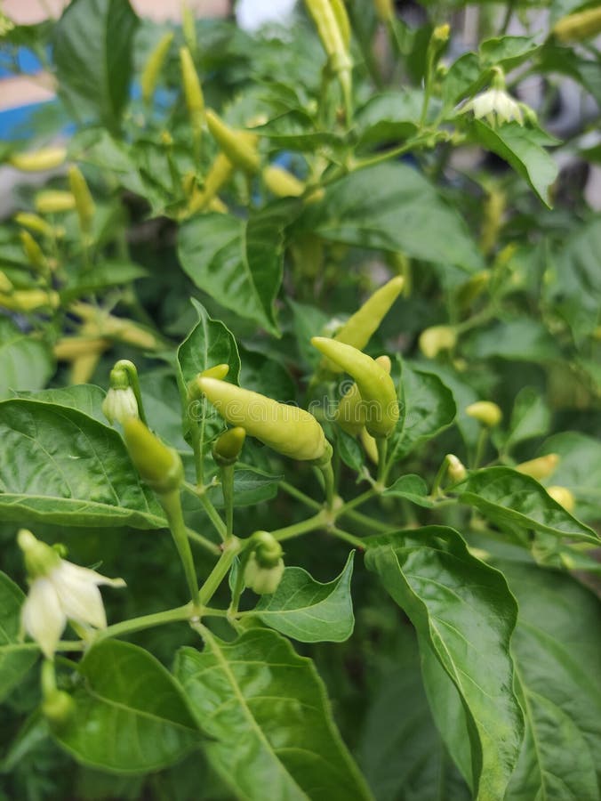 Chili Trees that Have Fruited Green Stock Photo - Image of green ...