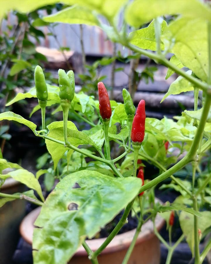 Chili Trees Planted in Backyard Stock Image - Image of produce, cuisine ...