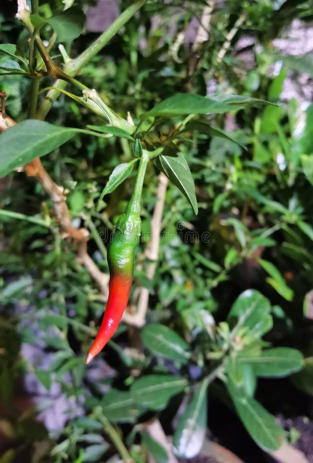 Chili Variations Two-color Small Peppers Stock Photo - Image of chili ...