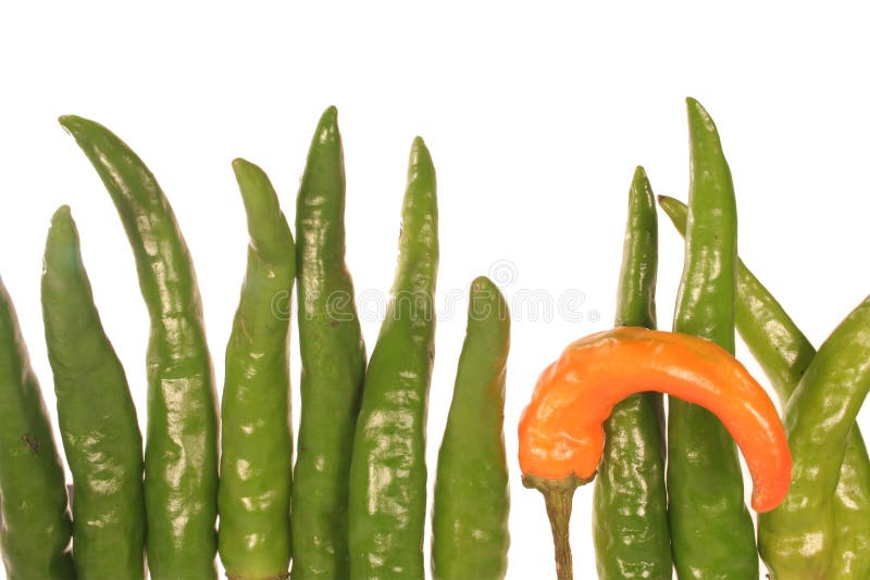 Chili Wall Picture. Image: 455436