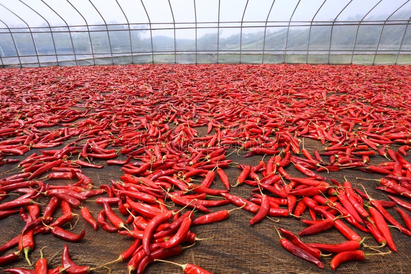 Chilies drying stock image. Image of good, food, farming - 62286919