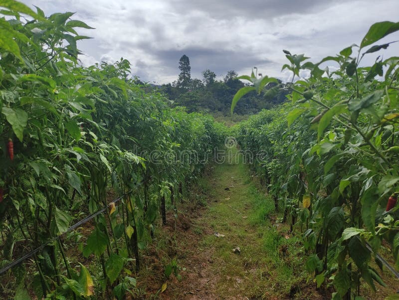 Chilies with Traditional Planting Systems Stock Photo - Image of clay ...