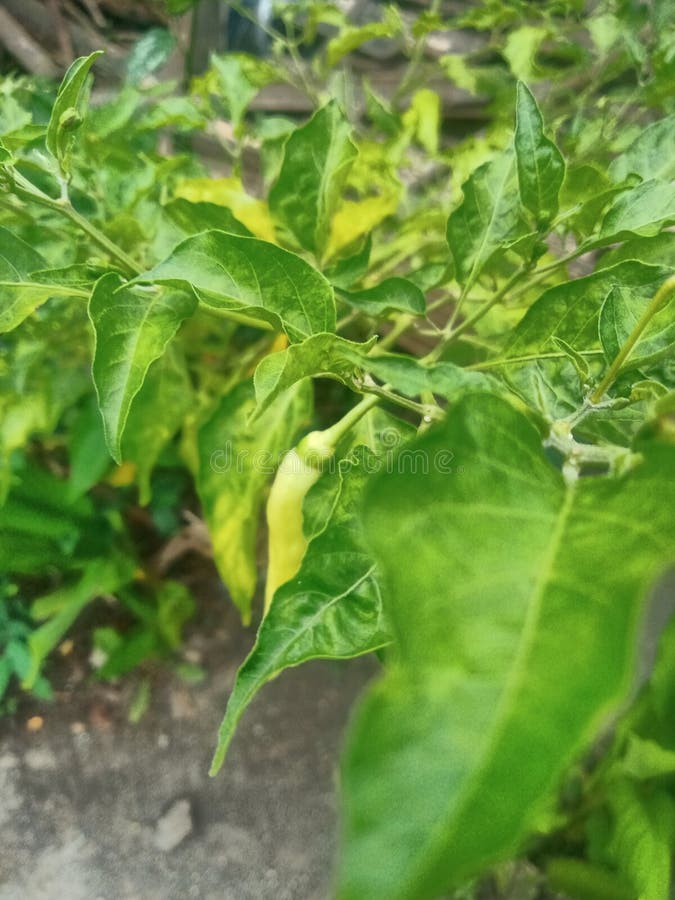 CHILIPAPER Hot Spicy Vegetables Chilli Stock Photo - Image of produce ...