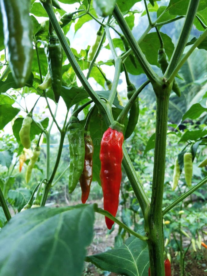 Chilis on the trees stock photo. Image of herb, gourd - 266182920