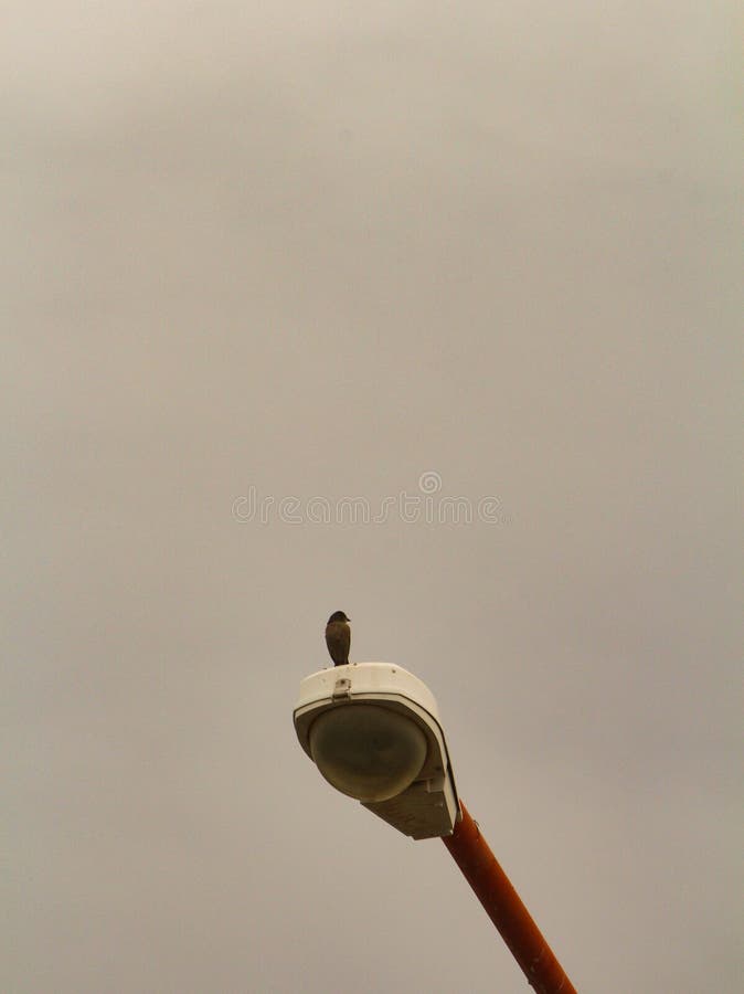 Chill bird light stock photo. Image of chill, light - 169447046