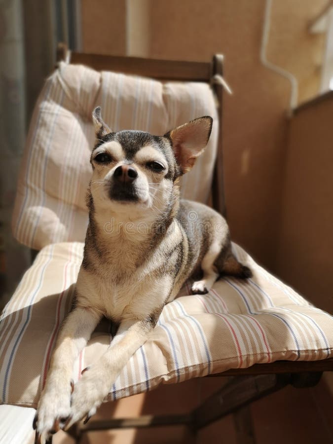 Chill de perro chihuahua foto de archivo. Imagen de chihuahua - 185095386