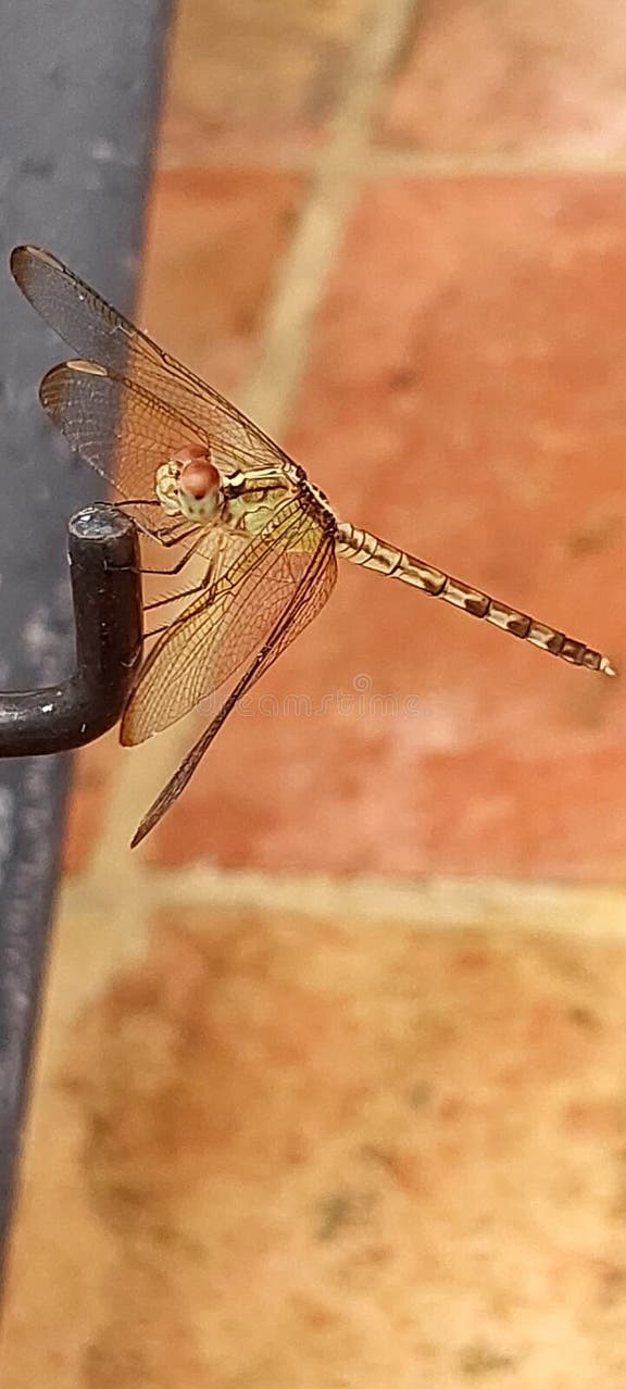 Chill Dragon fly stock photo. Image of dragon, chill - 233670384