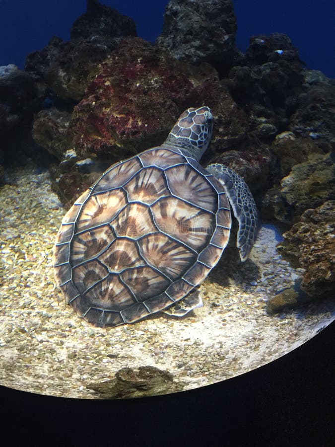 Chill stock photo. Image of chilling, turtle, chill, ocean - 51345552