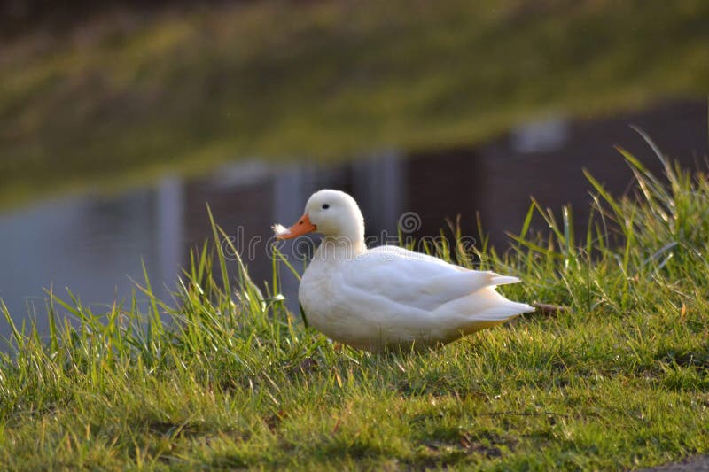 Duck stock photo. Image of chill, water, duck - 113684762
