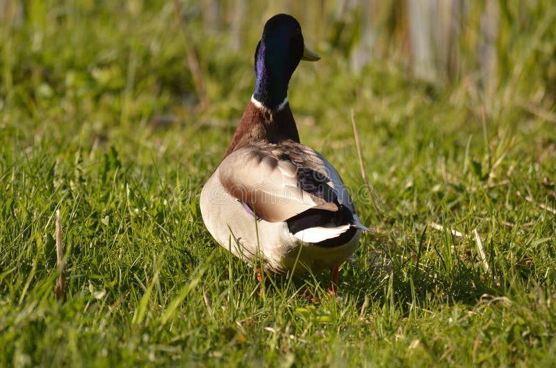Chill`in stock image. Image of easy, male, bird, duck - 149614285