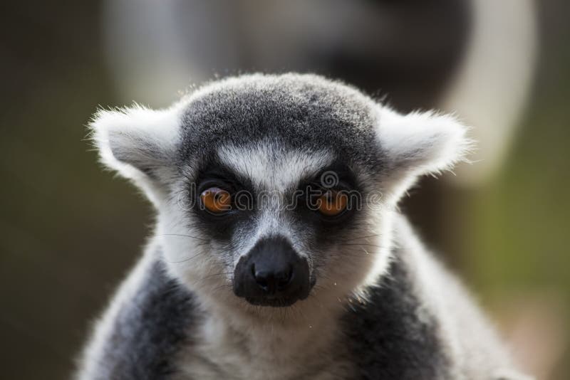 Chilled stock image. Image of ringtailed, sunny, lemur - 11983747