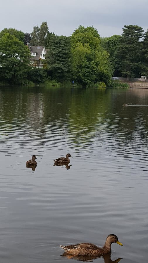 Chilled day stock image. Image of lymm, ducks, chilled - 81711423