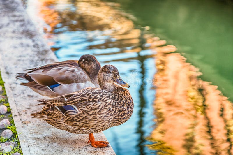 Chilled Ducks Near Water Canal Stock Image - Image of chilled, feathers ...