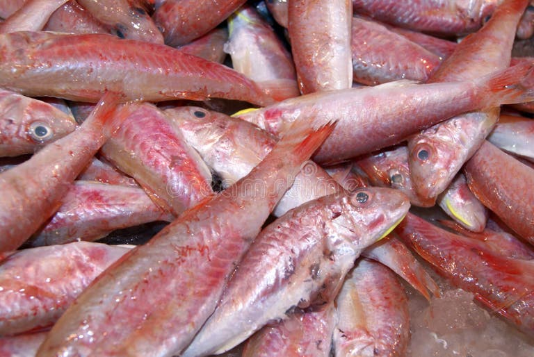 Chilled fish stock image. Image of love, water, biology - 13324519