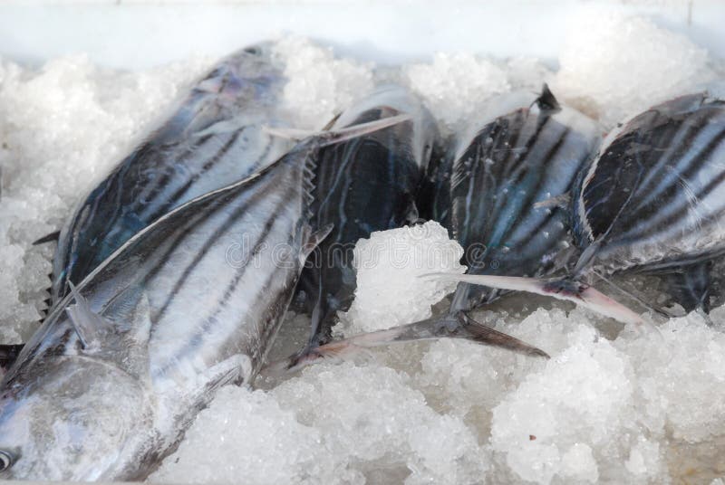 Chilled fish stock photo. Image of food, line, chilled - 2651216