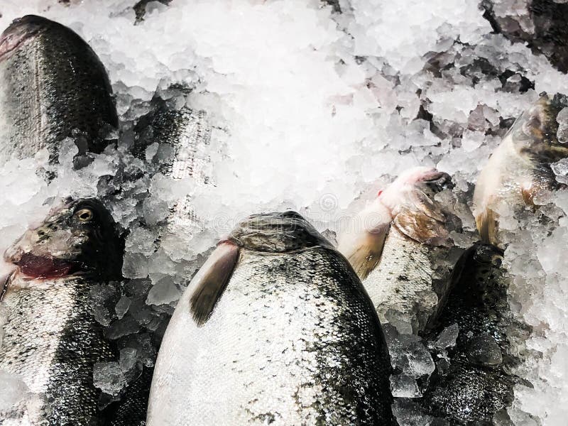 Chilled Fish on Ice on the Counter in the Market Stock Image - Image of ...
