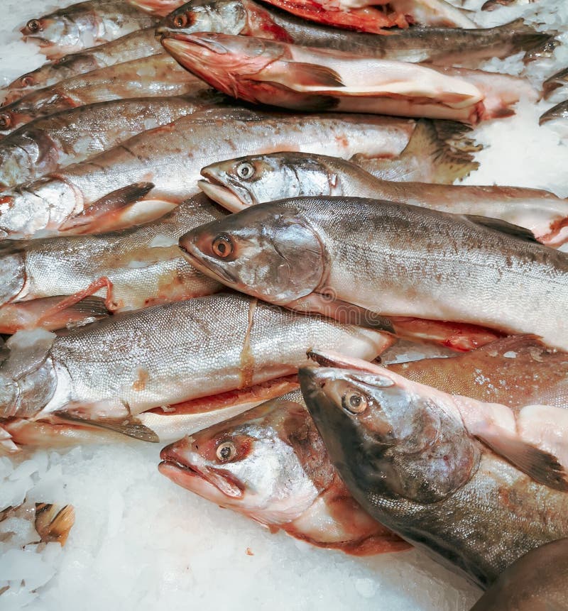 Chilled fish stock image. Image of love, water, biology - 13324519