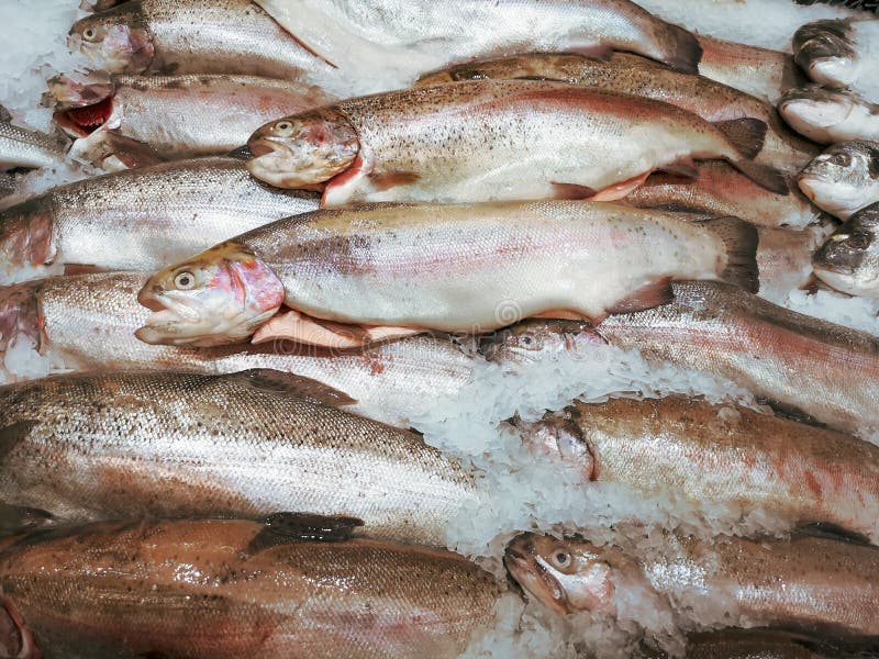 Chilled Fish in the Ice on the Counter in the Store Stock Photo - Image ...