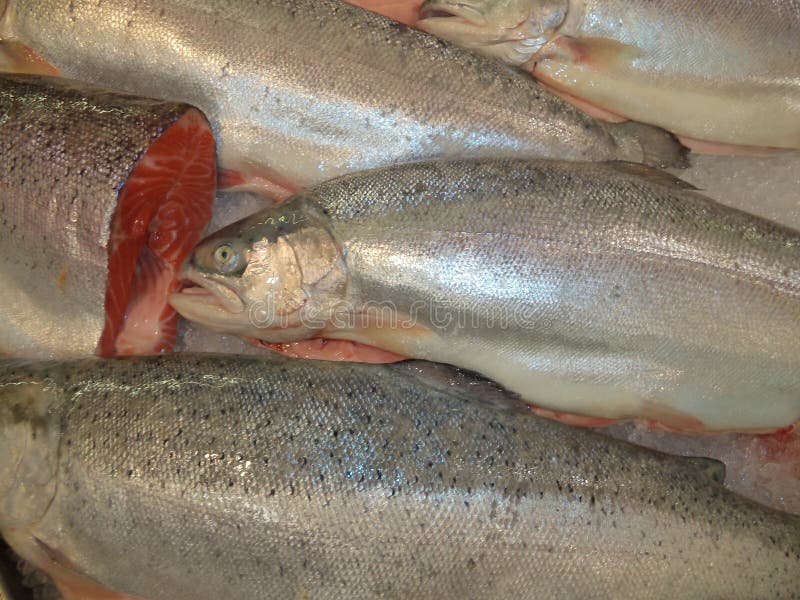 Silver sea trout stock photo. Image of nordic, natural - 167917720