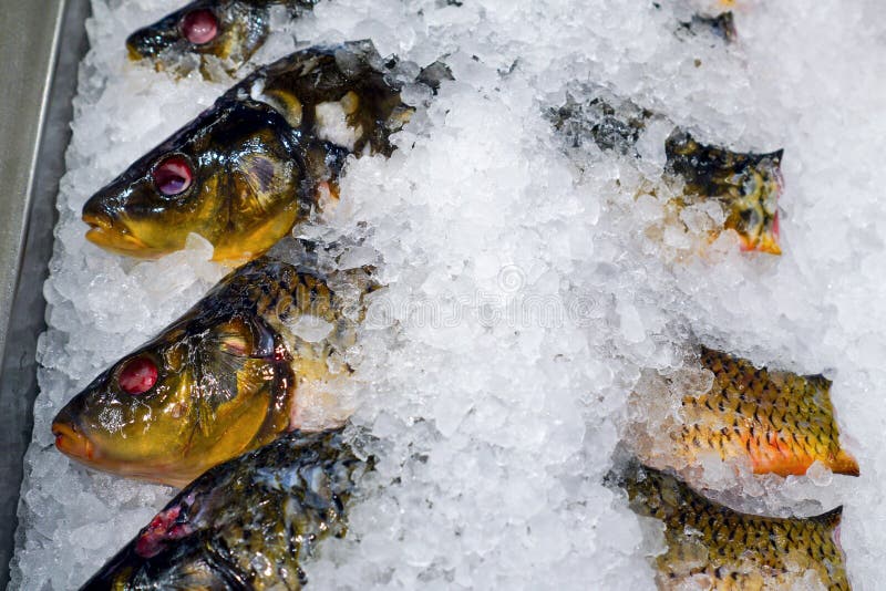 Chilled Fish on the Supermarket Counter Close-up Stock Image - Image of ...
