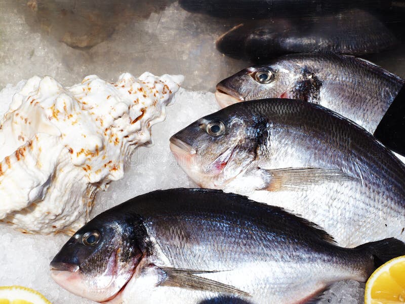 Chilled Gilthead Fish Lies in Ice with a Shell. Fish Restaurant ...