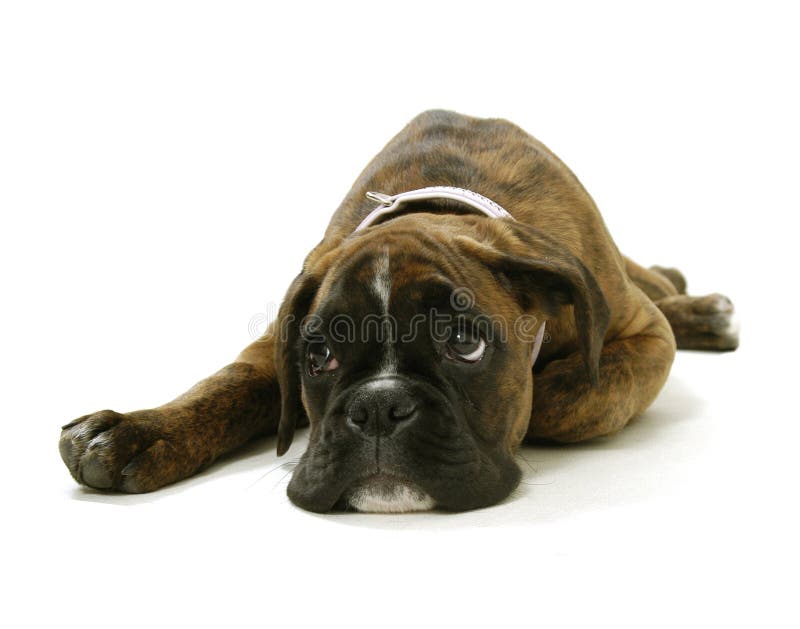 Chilled out Boxer stock image. Image of innocent, sweet - 19255501