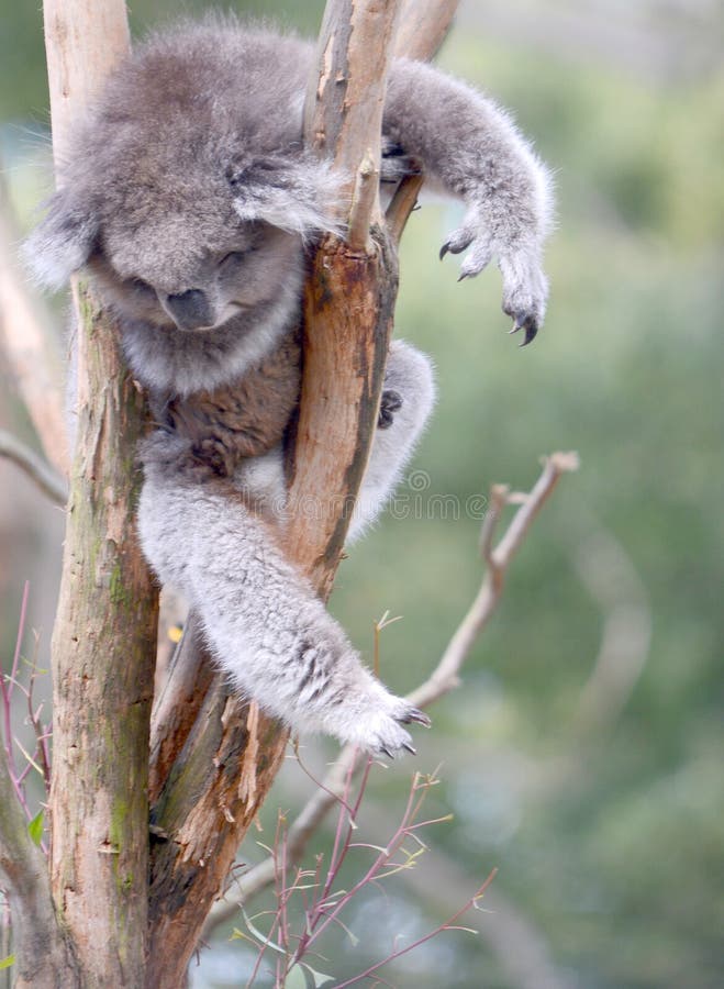 Chilled out Koala bear stock photo. Image of tree, relaxing - 83044926