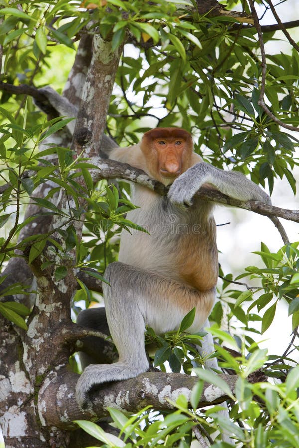 Chilled Out Proboscis Monkey Stock Image - Image of borneo, safari ...