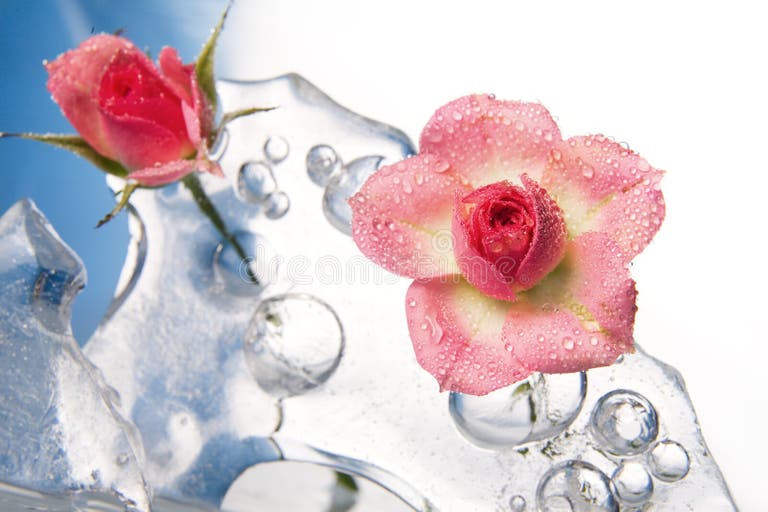 Chilled rose in the ice stock photo. Image of decor, crystals - 4134580