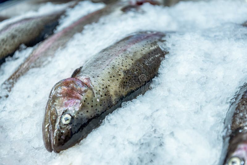 Chilled Trout Lies in Ice Crumbs. Refrigerated Storefront Stock Photo ...