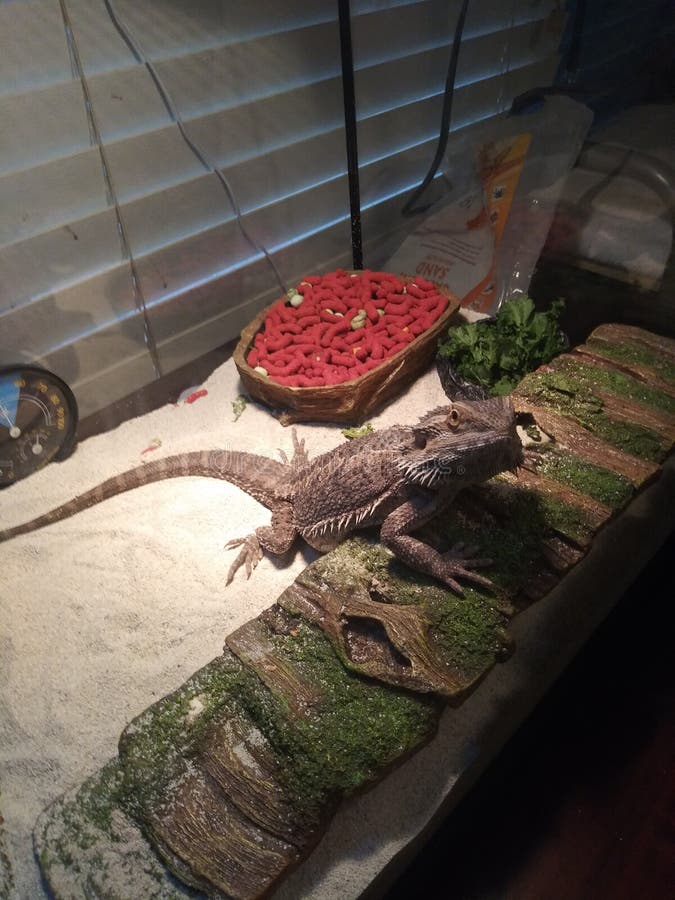 Chillen lizard stock image. Image of habitat, bearded - 163778627