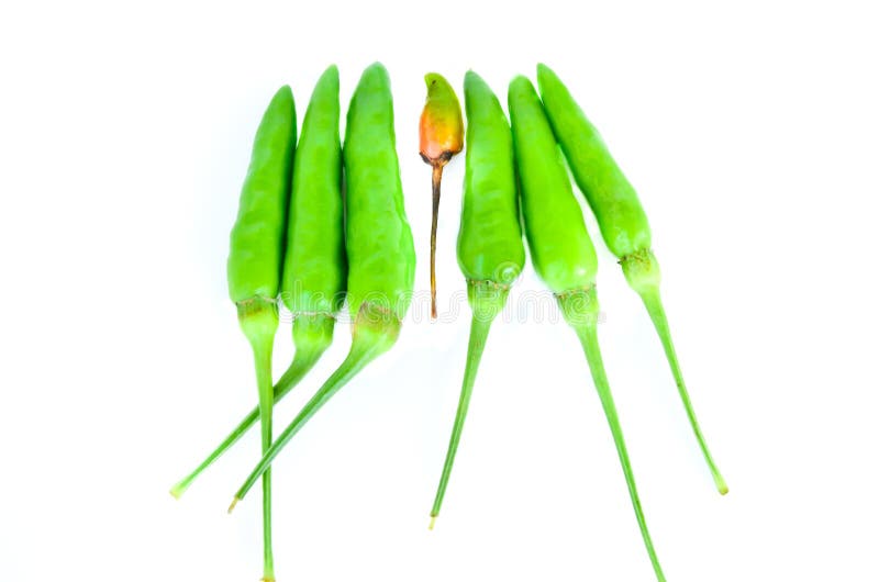 Chilli stock photo. Image of heat, ingredient, organic - 28649940