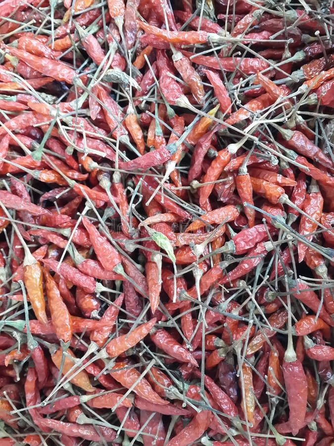 Chilli stock photo. Image of lief, chilli, spicy, grup - 52401036