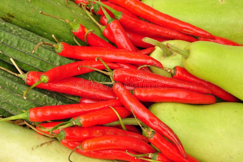 Chilli stock photo. Image of plant, shape, design, fresh - 62385958