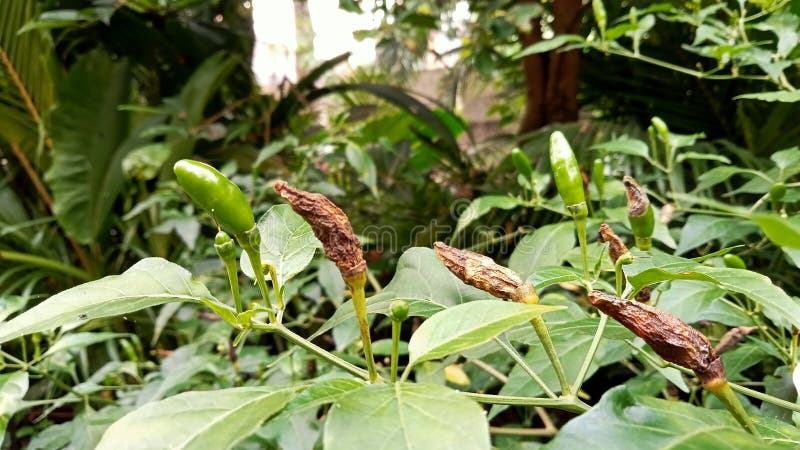 Chilli or Capsicum Frutescens Stock Photo - Image of garden, shrub ...