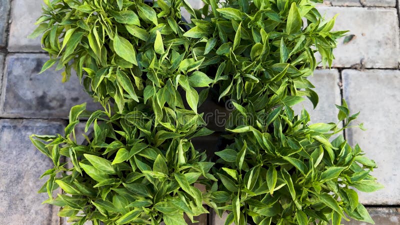 Chilli Capsicum Small Plants Closeup View from Directly Above Stock ...
