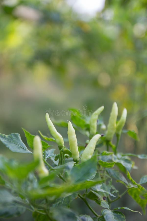 Chilli stock photo. Image of chili, bright, environment - 65266090