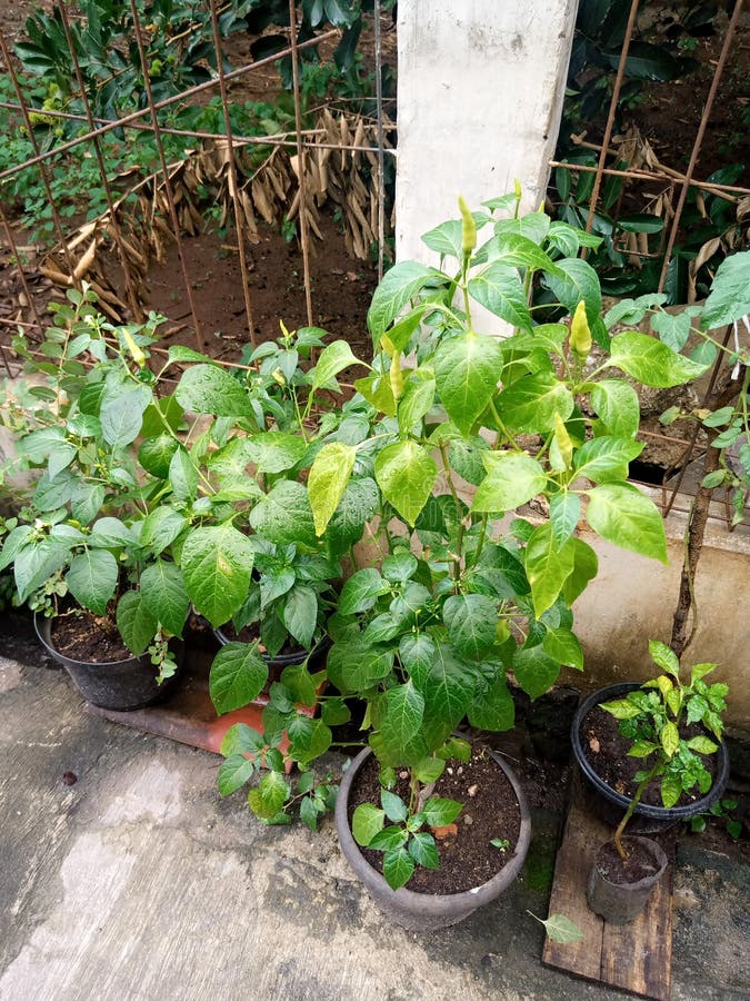 Chilli chilli tree fresh stock image. Image of tree - 202706213