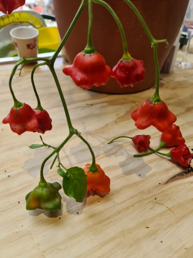 Bishop Crown Chilli Pepper Stock Photos - Free & Royalty-Free Stock ...