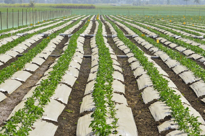 Chilli Crops with Mulching Paper and Drip Irrigation Stock Image ...