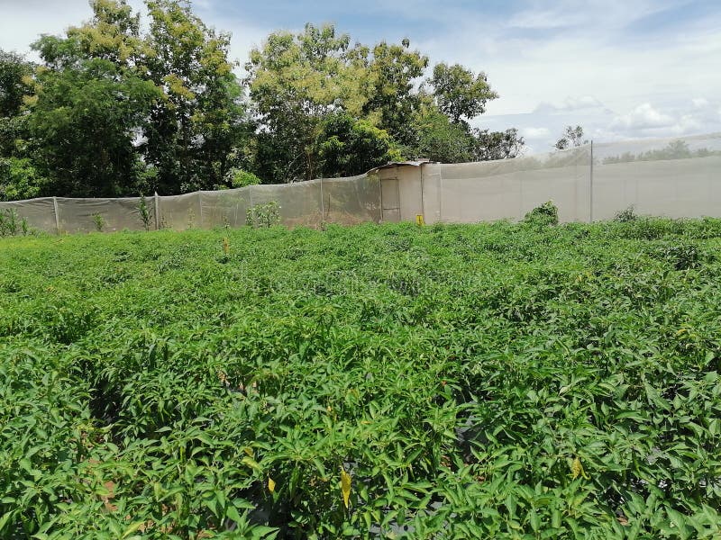 Chilli Cultivation with Insects Proof Nets Stock Photo - Image of ...