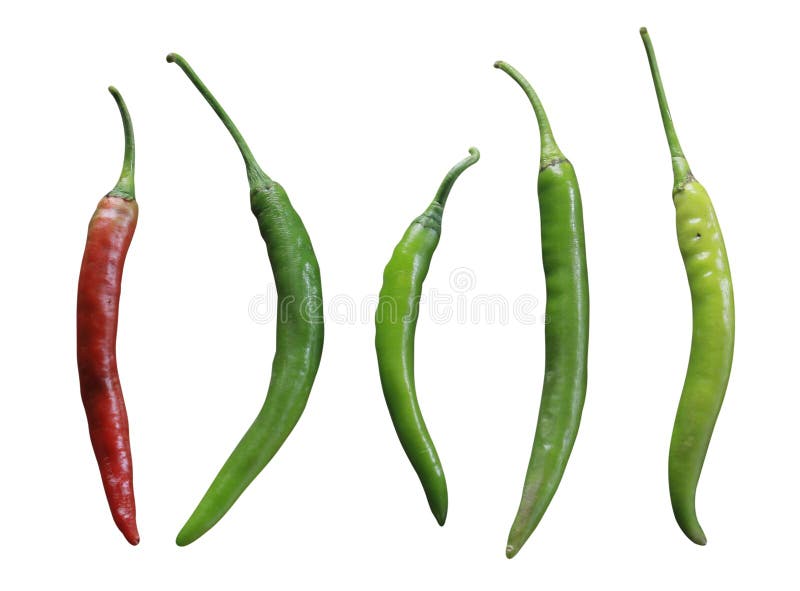 Chilli die cut isolate stock image. Image of chillies - 122035709