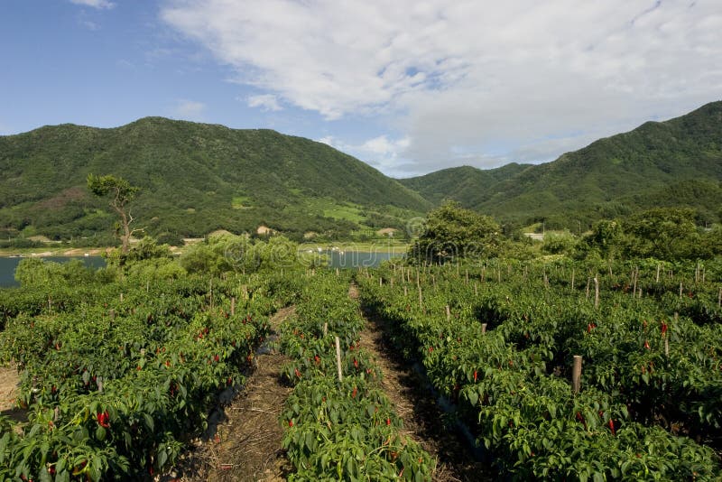 The chilli farm stock photo. Image of food, countryside - 36742620