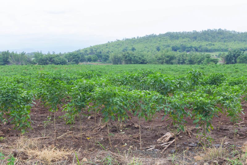 Chilli farm stock image. Image of cooking, color, macro - 26026881